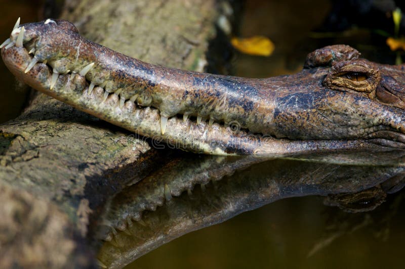 Fresh Water Crocodile stock photo. Image of crocs, crocodiles - 3599744