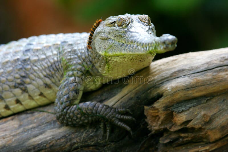 Fresh Water Crocodile stock image. Image of animals, crocs - 4134289