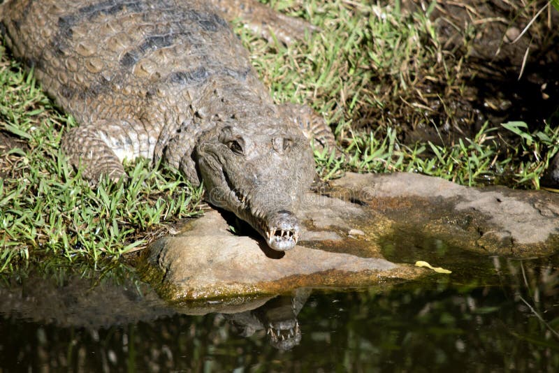 Fresh water crocodile stock photo. Image of water, fresh - 125698340