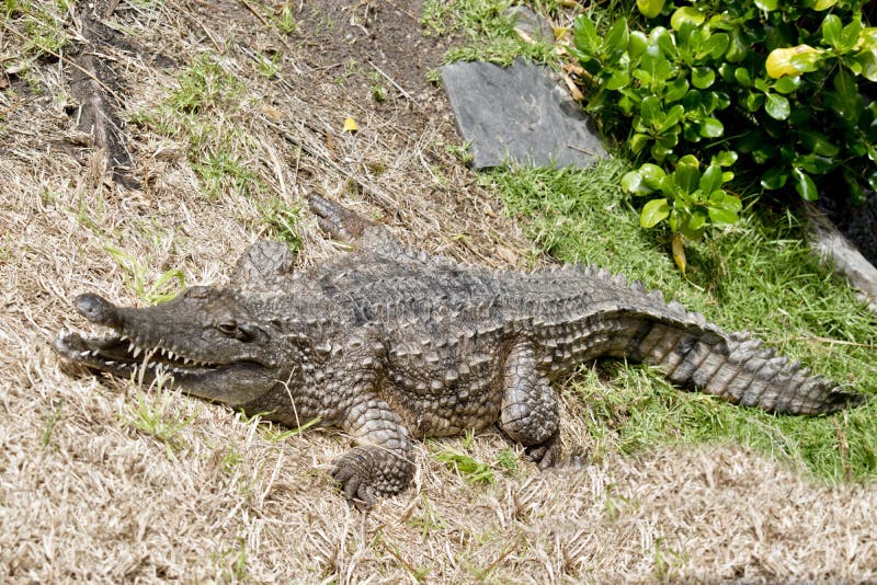 Fresh water crocodile stock photo. Image of alligator - 100098156