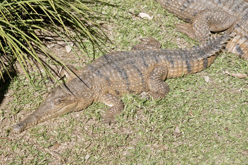 Fresh water crocodile stock image. Image of scales, teeth - 124519151