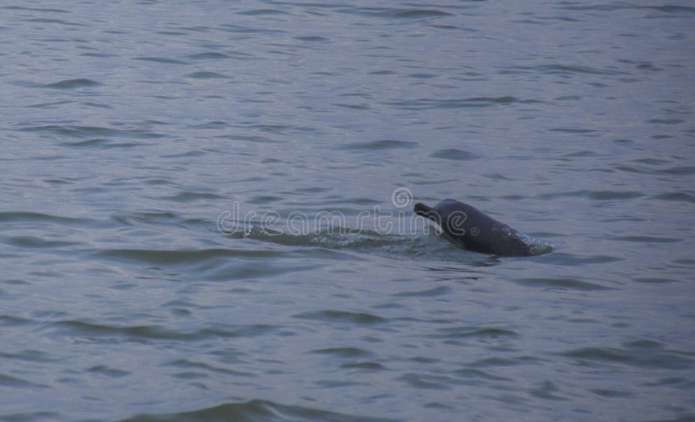 Fresh Water Dolphin at River Brahmaputra. Stock Image - Image of wave ...