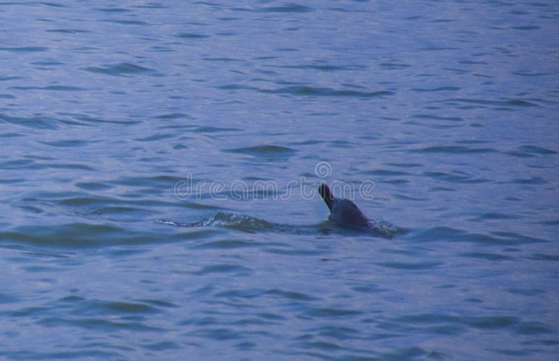 Fresh Water Dolphin at River Brahmaputra. Stock Image - Image of ...