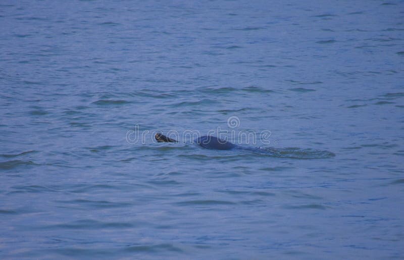 Fresh Water Dolphin at River Brahmaputra. Stock Image - Image of seal ...