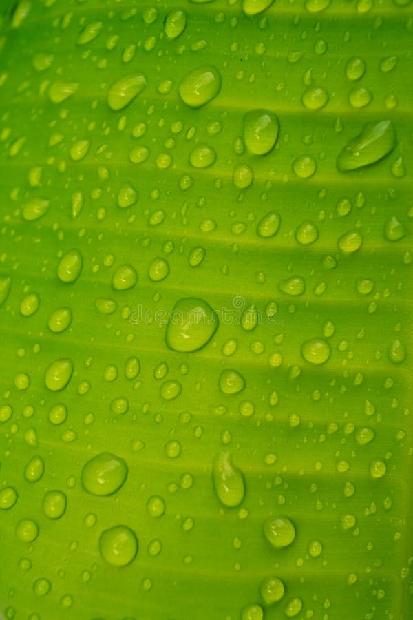 Fresh Water Droplets on the Surface of the Banana Leaf Texture. Stock ...