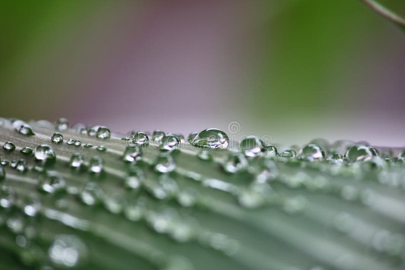 Fresh Water Drops on Green Leaf in Nature Stock Photo - Image of ...