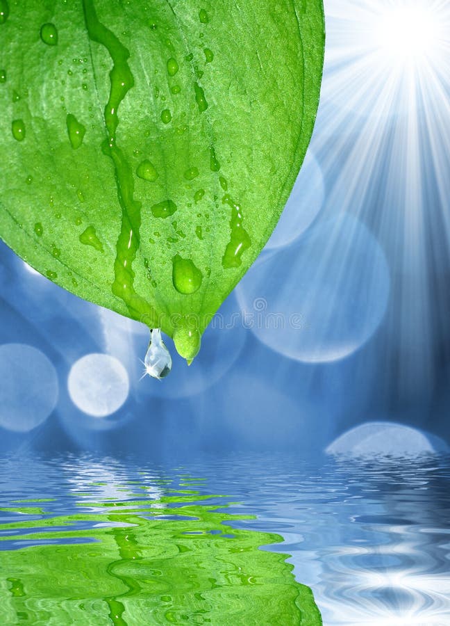 Leaf Touching Water stock photo. Image of copyspace, fibers - 18117852