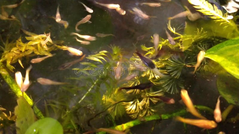 A pond ecosytem stock illustration. Illustration of habitat - 34803181 A pond ecosytem stock illustration. Illustration of habitat - 34803181