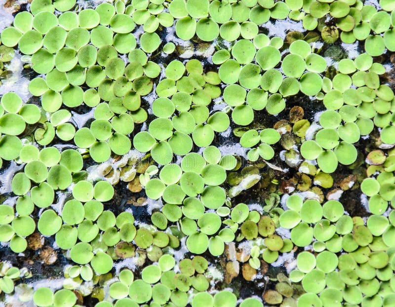 Fresh water fern stock photo. Image of creek, growth - 25217198