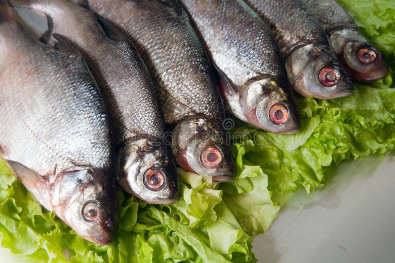 Fresh-water fish stock photo. Image of fish, close, prepared - 11200624