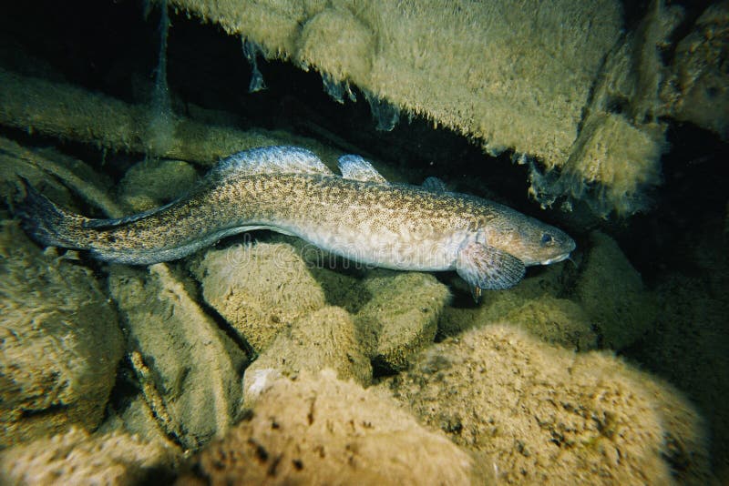 Fresh Water Fish Burbot. Active at Night Stock Photo - Image of burbot ...