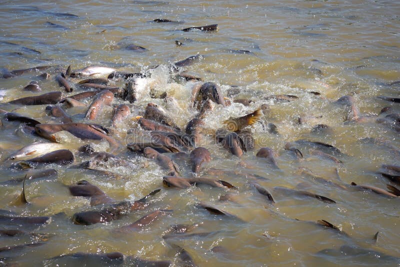 Fish Herd in Freshwater Stream Stock Photo - Image of masses, sources ...