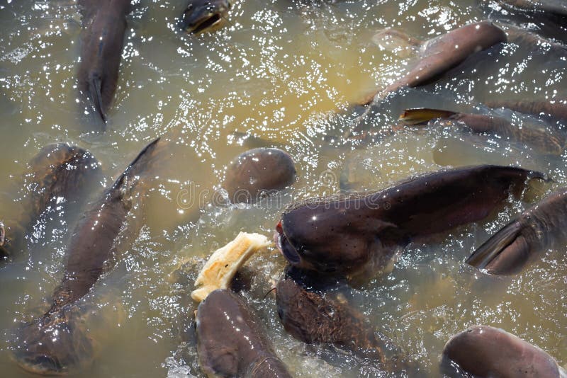 Fresh water Fish herd stock image. Image of colors, leafs - 112729489