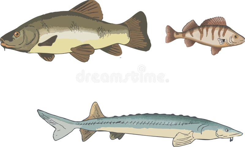 Tench Fish Stock Illustrations – 63 Tench Fish Stock Illustrations ...