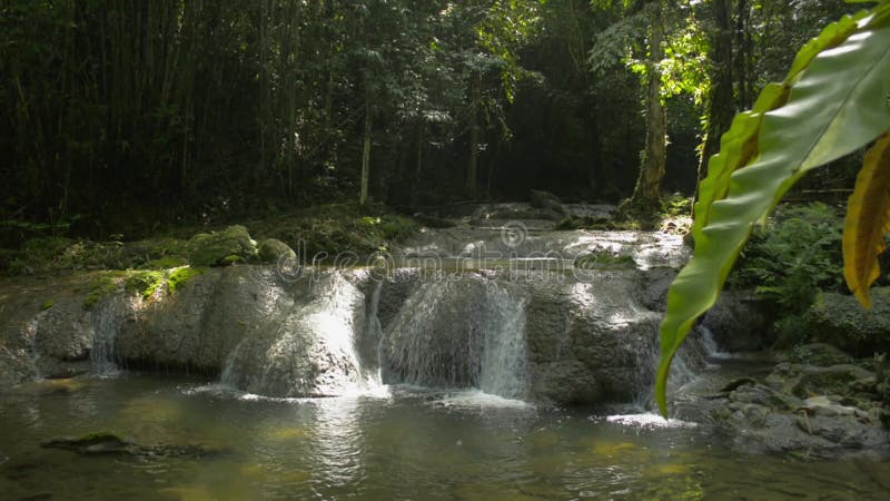Fresh Cascade in Rain Forest Stock Photo - Image of river, fresh: 114196276