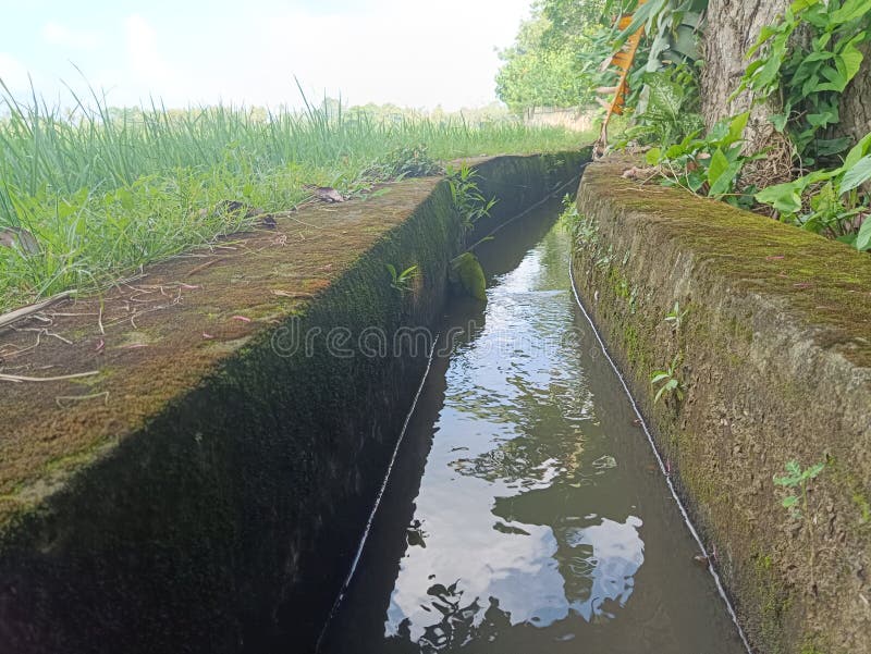 Fresh Water in the Irrigation Ditch at the Edge of the Rice Fields ...