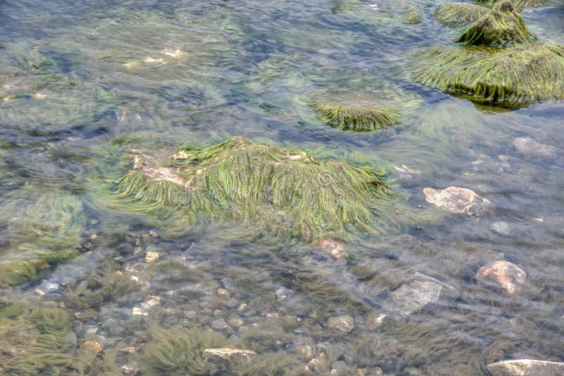 Fresh Water Lake Algae by the Rocky Beach. Stock Image - Image of plant ...