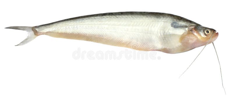 Pabda Fish Stock Photos - Free & Royalty-Free Stock Photos from Dreamstime
