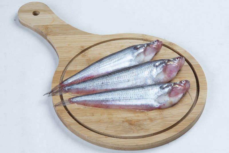 Fresh Water Pabda Fish of Southeast Asia Isolated on White Background ...