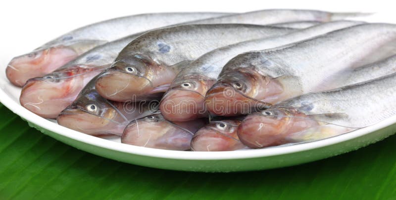 Pabda Fish Curry is a Traditional Bengali Dish, Featuring Tender Pabda ...