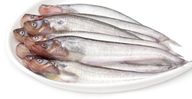 Fresh Water Pabda Fish Stock Photography - Image: 32377992