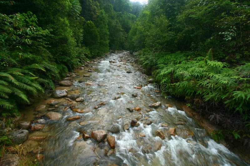 Fresh Water River in Forest. Stock Image - Image of rainforest, water ...