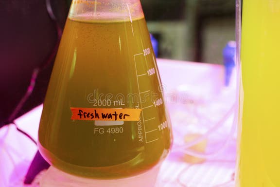 Fresh water sample stock photo. Image of experiment, contamination ...