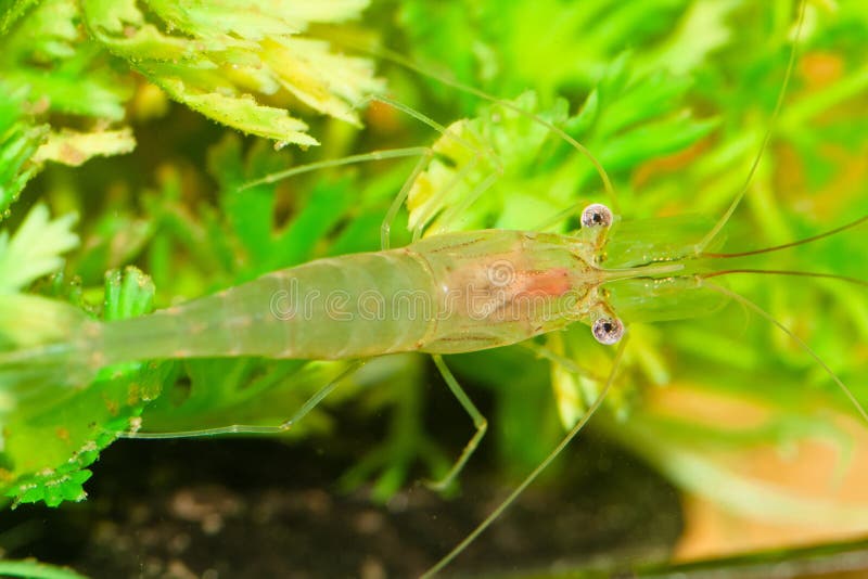 Fresh Water Shrimp In Aquarium Stock Photo - Image of aquarium, green ...