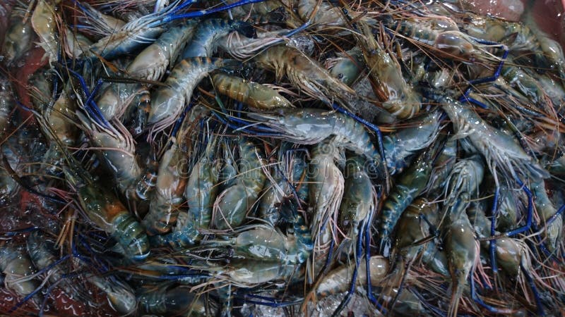 Fresh water shrimp/prawn. stock photo. Image of shrimp - 176067452