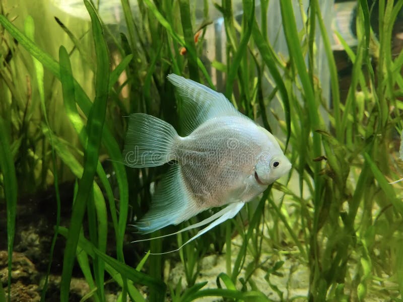 Fresh Water Silver Angel Fish in a Aquarium,Selective Focus. Stock ...