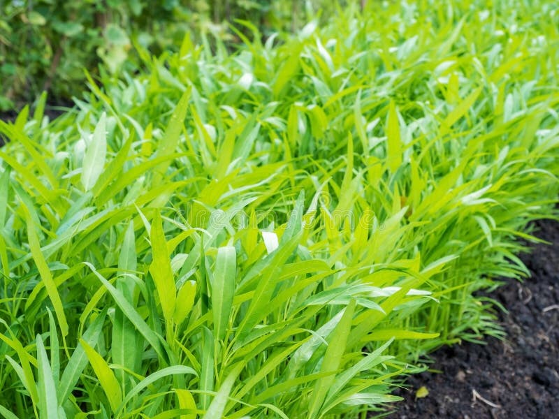 Fresh Water Spinach in the Garden Stock Image - Image of food ...