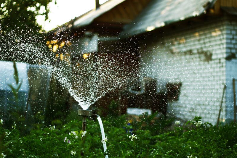 Water Sprinkle Stock Photos - Download 9,520 Royalty Free Photos