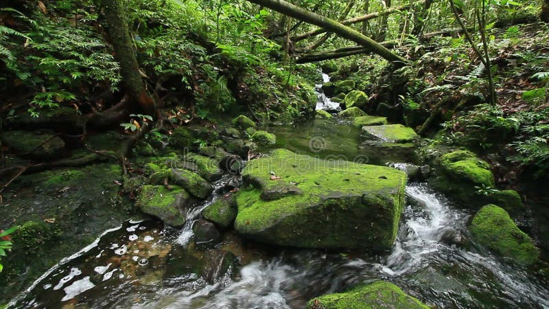 Fresh Water Stream in Tropical Rainforest Stock Footage - Video of ...