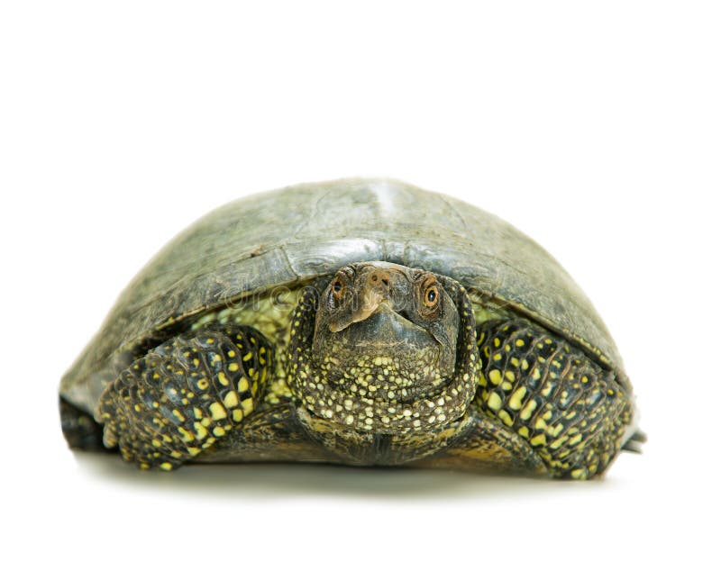 Fresh-water turtle stock image. Image of coast, nature - 16823671