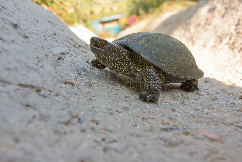 Fresh-water turtle stock image. Image of coast, nature - 16823671