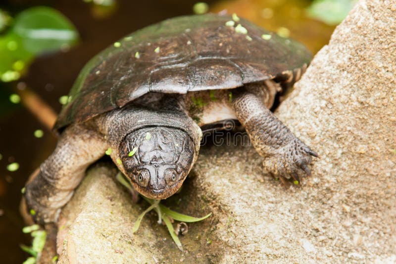 Fresh water Turtle stock image. Image of amphibian, turtle - 31602815