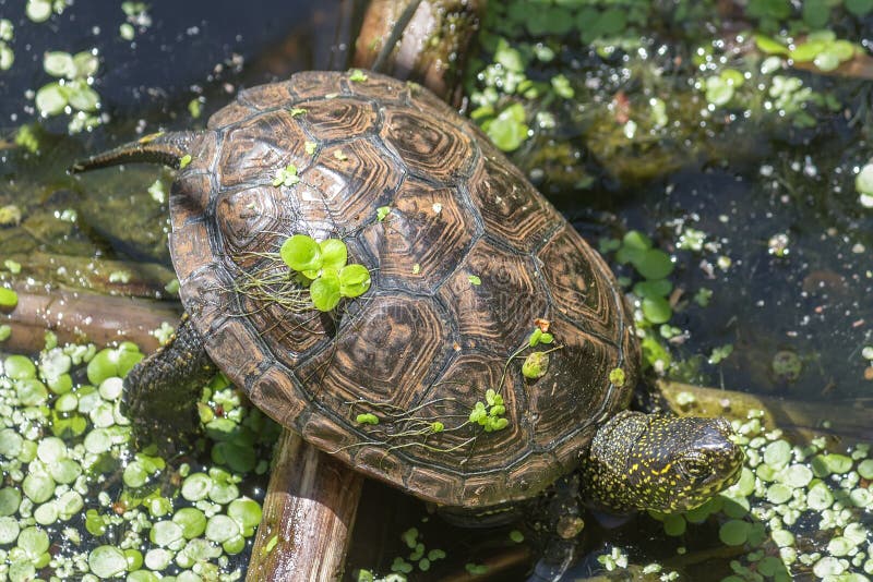 Turtle Basking in Sunlight on a Lake Shore Stock Photo - Image of herp ...