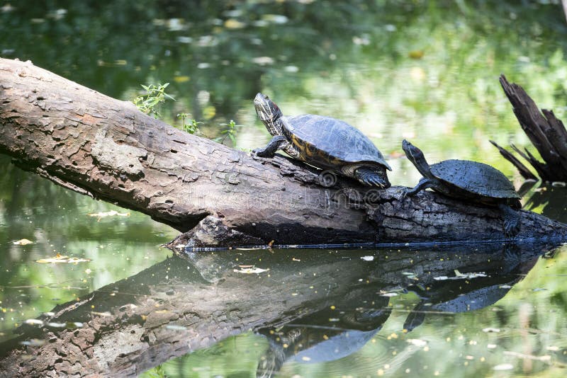Fresh - water turtle stock image. Image of testudines - 218637071