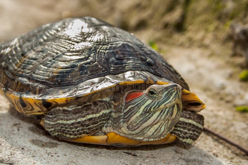 Water turtle stock image. Image of aquatic, amphibian - 18123257