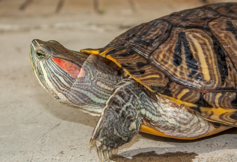 Fresh water turtle stock image. Image of animal, reptile - 46887741