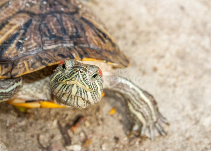 Fresh water turtle stock image. Image of shell, fresh - 46887791