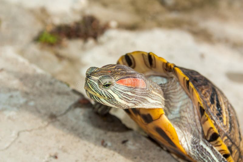 Fresh water turtle stock photo. Image of reptile, fresh - 46887854