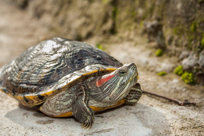 Fresh water turtle stock image. Image of water, shell - 46887947