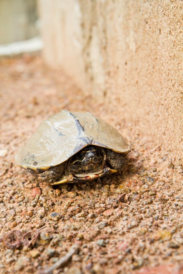 Fresh water turtle dirty stock photo. Image of surface - 32391996