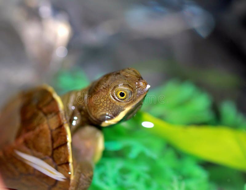 Fresh Water Turtle Hatchling Stock Image - Image of tortoise ...