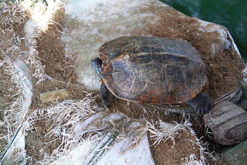 Fresh water turtle stock image. Image of emydidae, reptile - 56686147