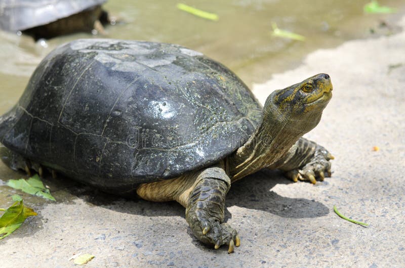 Fresh Water Turtle stock image. Image of amphibian, slow - 34378575