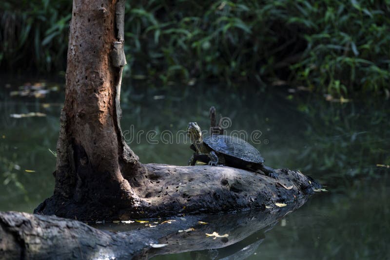 Fresh - water turtle stock photo. Image of ectotherms - 218637072