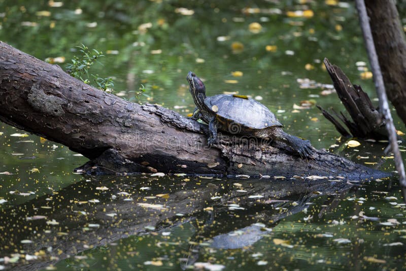 Fresh - water turtle stock photo. Image of ectotherms - 218637072