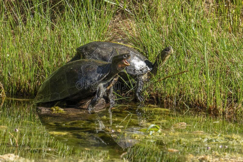 Fresh Water Turtles Sunbathing Stock Photo - Image of sunbathing, pond ...